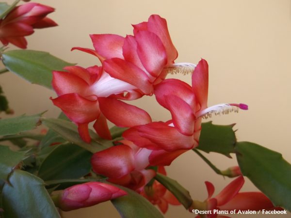 Articles – Desert Plants Of Avalon