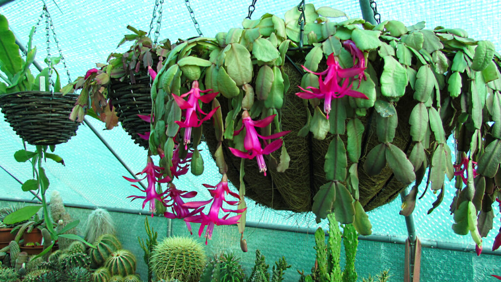 How To Prepare for Cactus Winter Care and Dormancy – Desert Plants Of ...