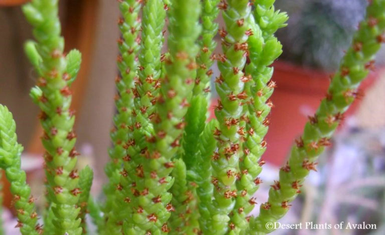 How to Grow & Care for Crassula muscosa, aka The Watch Chain Plant ...